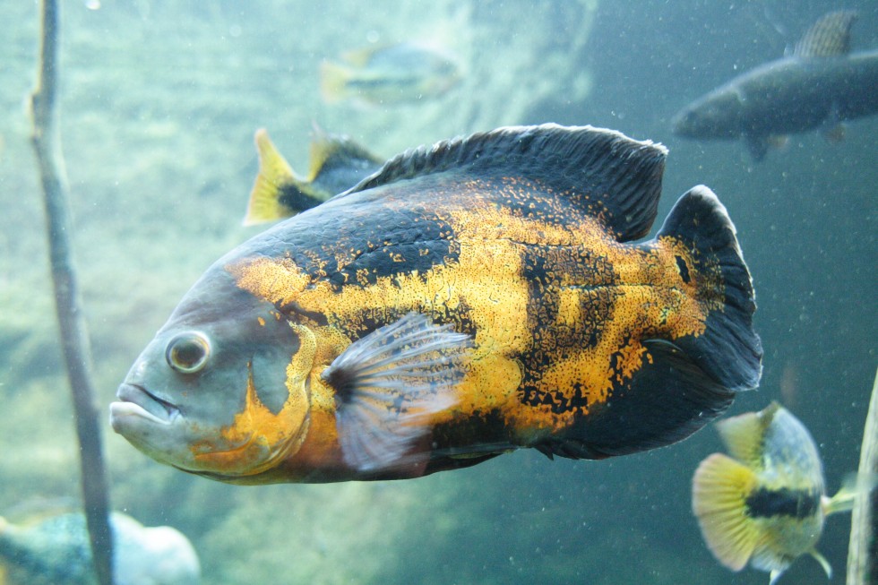 Loire river fish | Setaou.Net